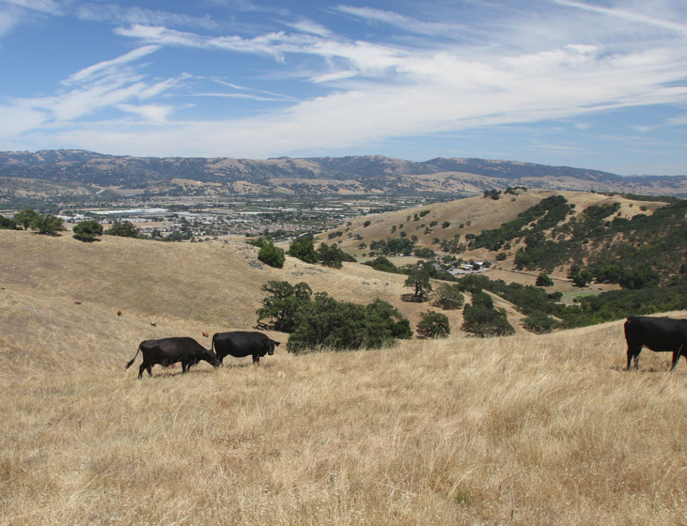 Stornetta Brothers Coastal Ranch – Conservation Land Group